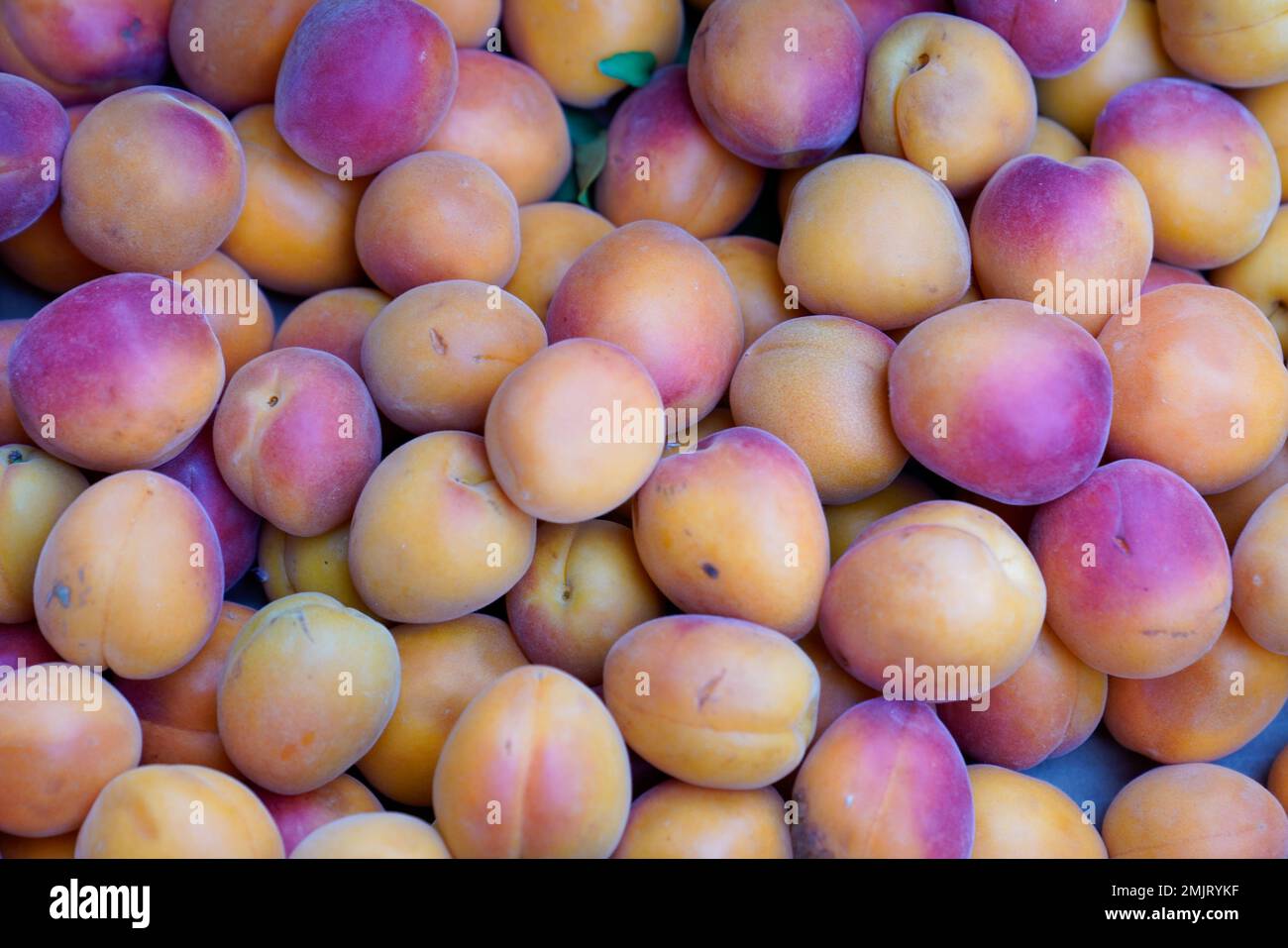 Ripe apricots fruit background orange red wallpaper Stock Photo - Alamy