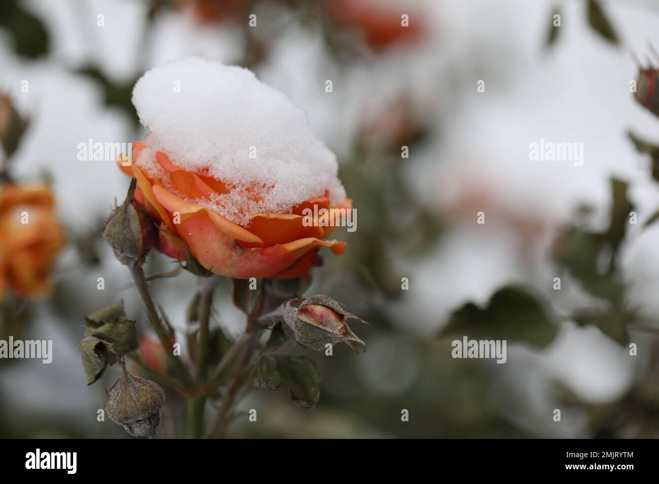 Beautiful winter rose hi-res stock photography and images - Alamy
