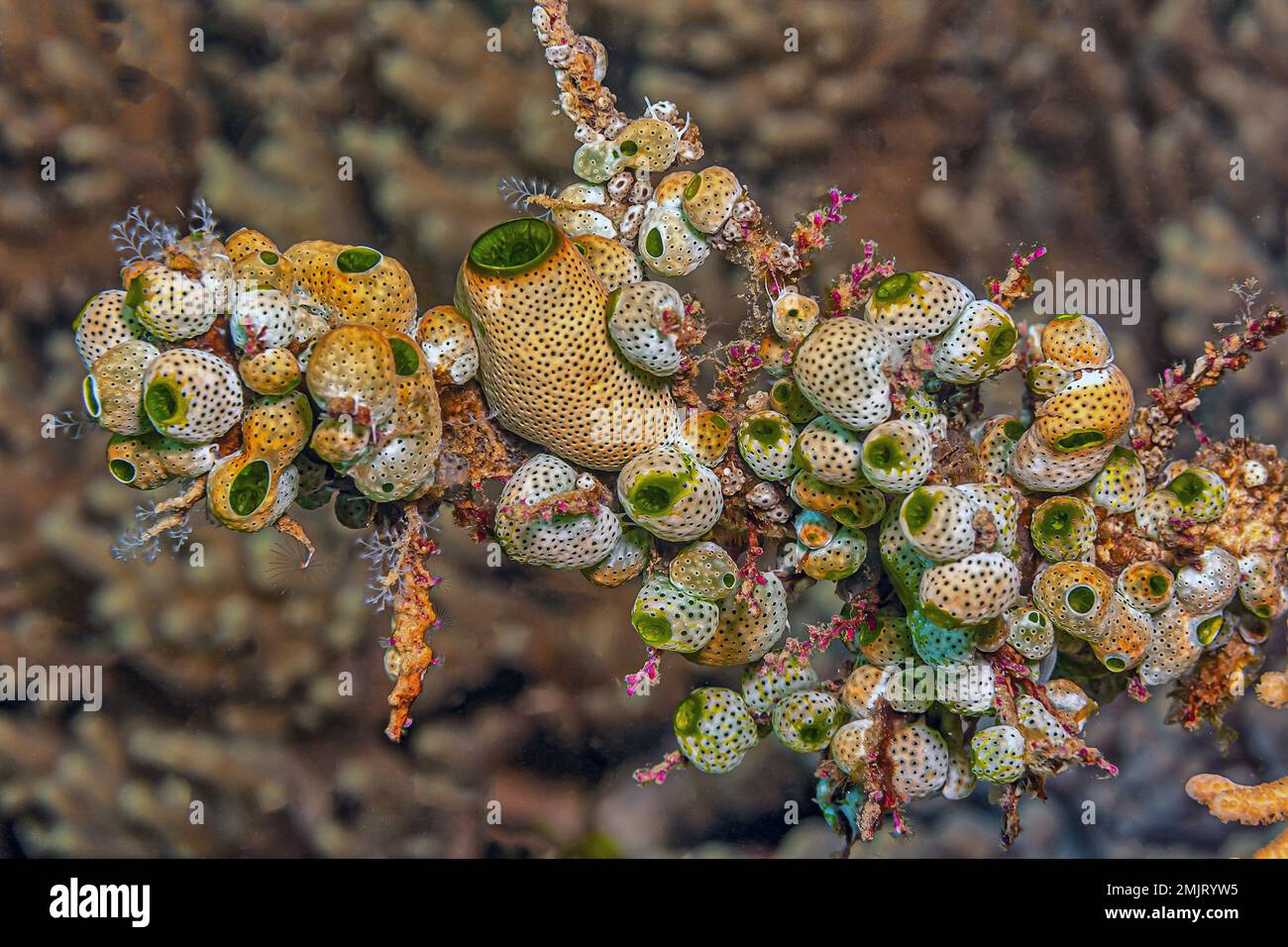 tunicate is a marine invertebrate animal, a member of the subphylum ...