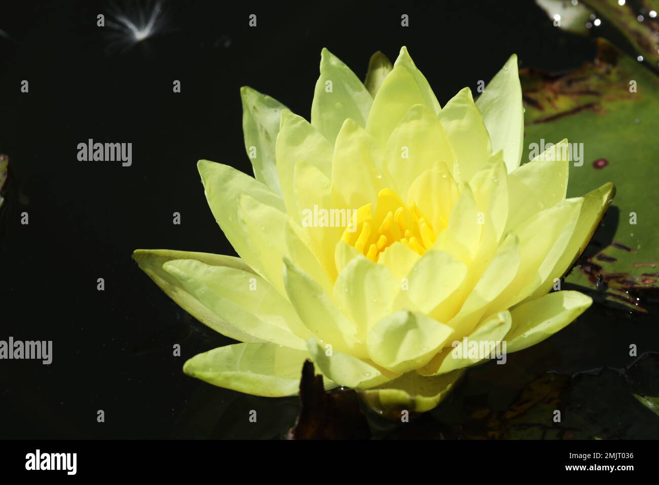 Beautiful yellow water lily hi-res stock photography and images - Alamy