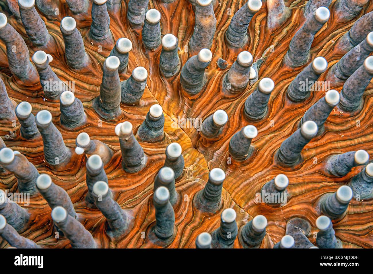 Sea anemones are a group of marine, predatory animals of the order ...