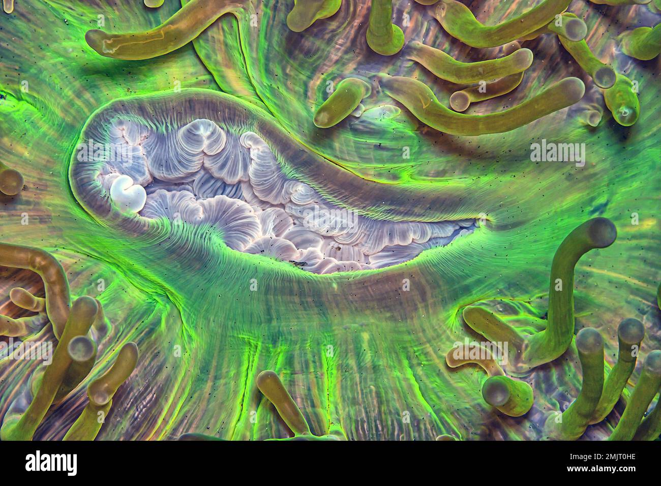 Predatory animals hi-res stock photography and images - Alamy