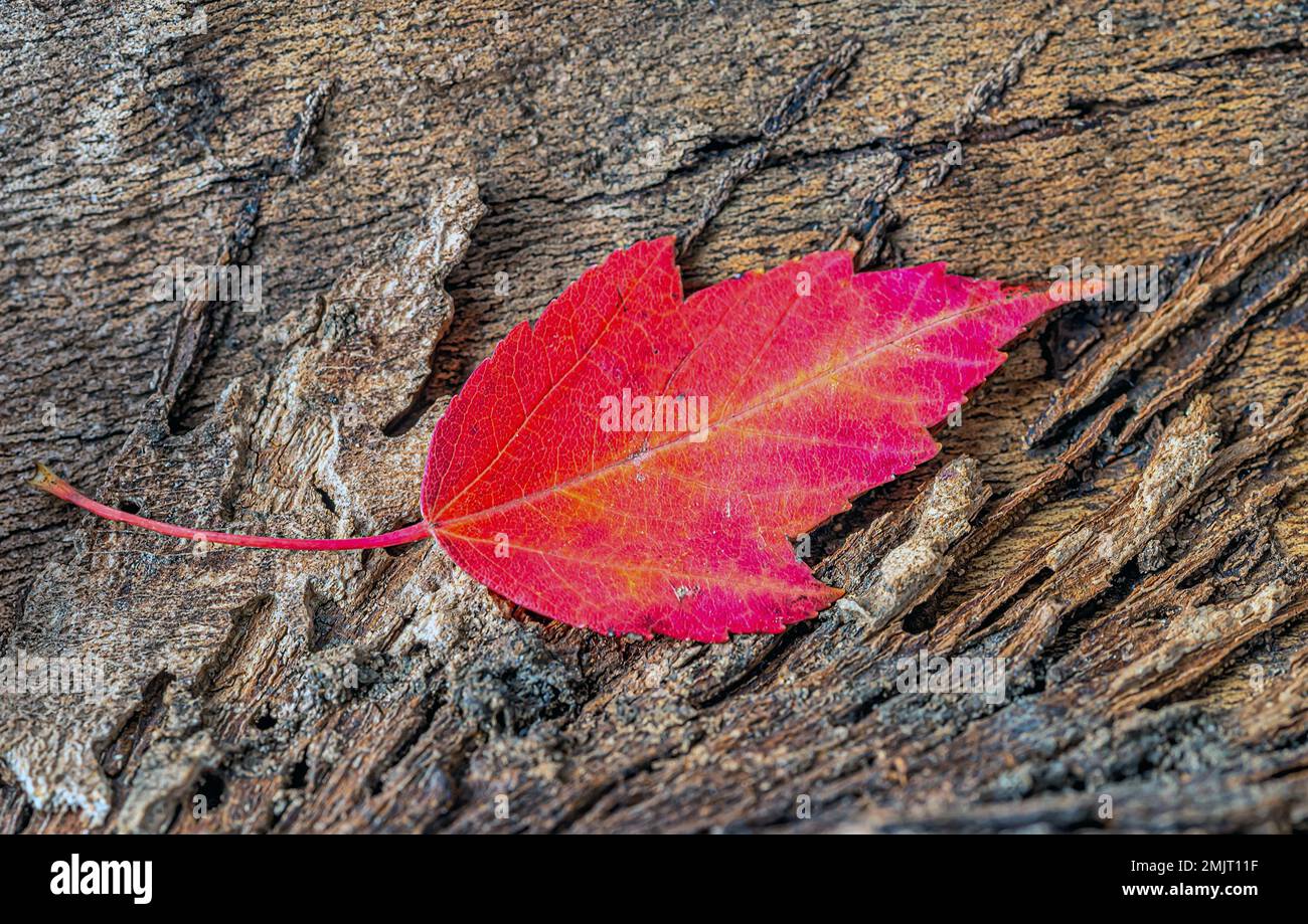 Autumn fall foliage in forest Stock Photo - Alamy