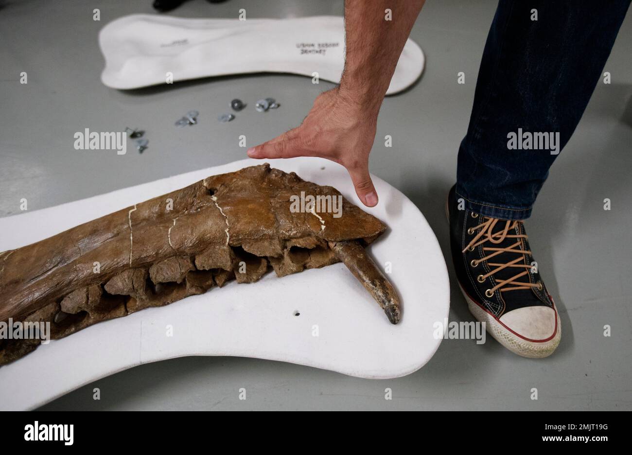 Smithsonian's National Museum of Natural History's Matthew Carrano ...