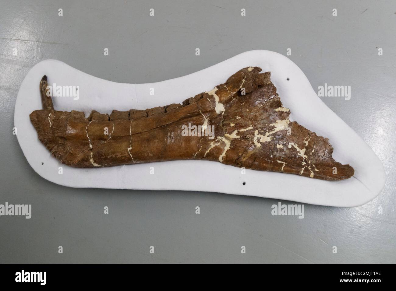 The lower left jaw of a Tyrannosaurus rex skeleton is seen in the ...