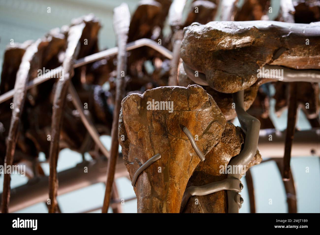 A detail of the Tyrannosaurus rex skeleton is seen at the Smithsonian's ...