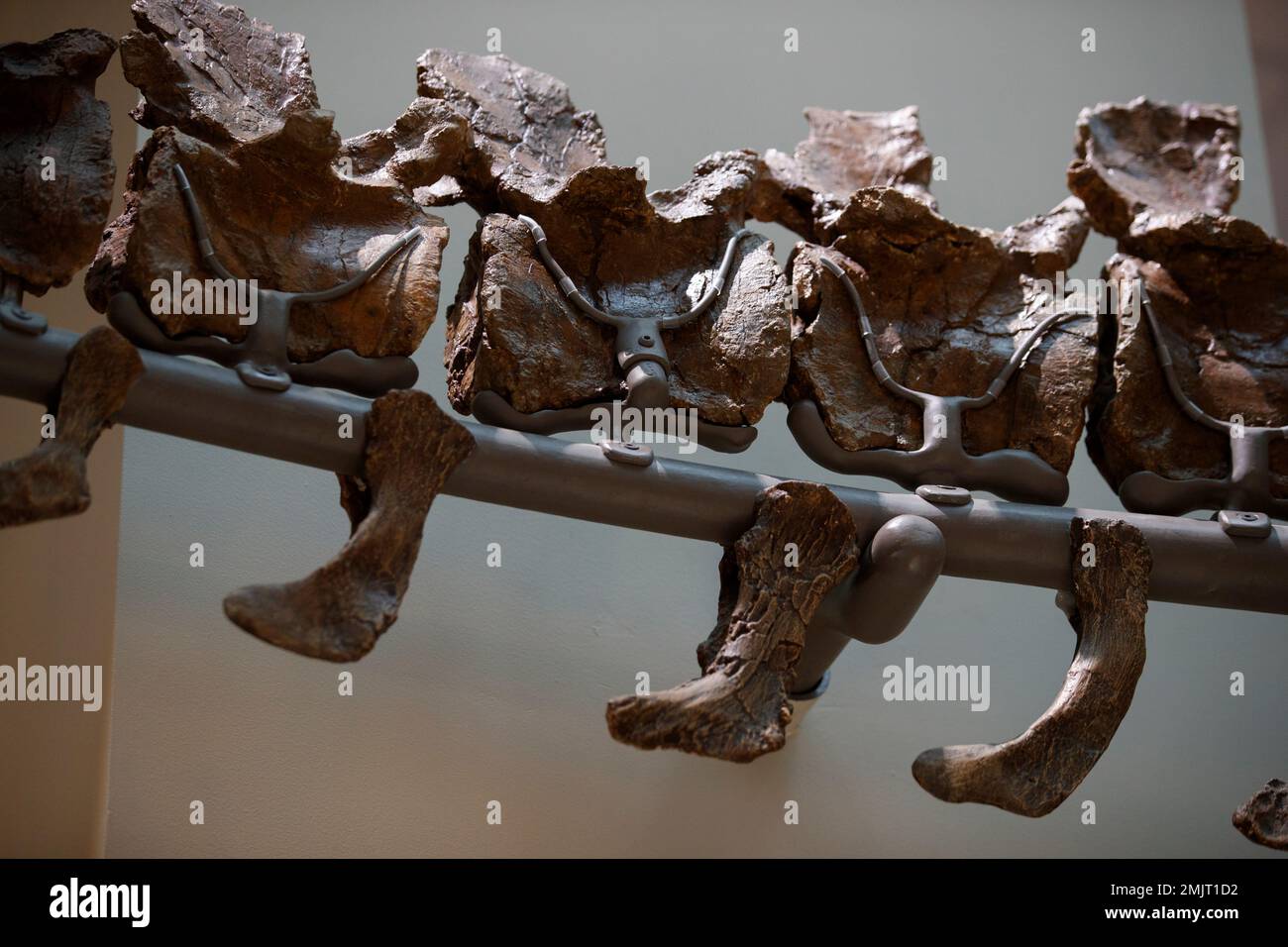 A detail of an authentic Tyrannosaurus rex skeleton is seen at the ...