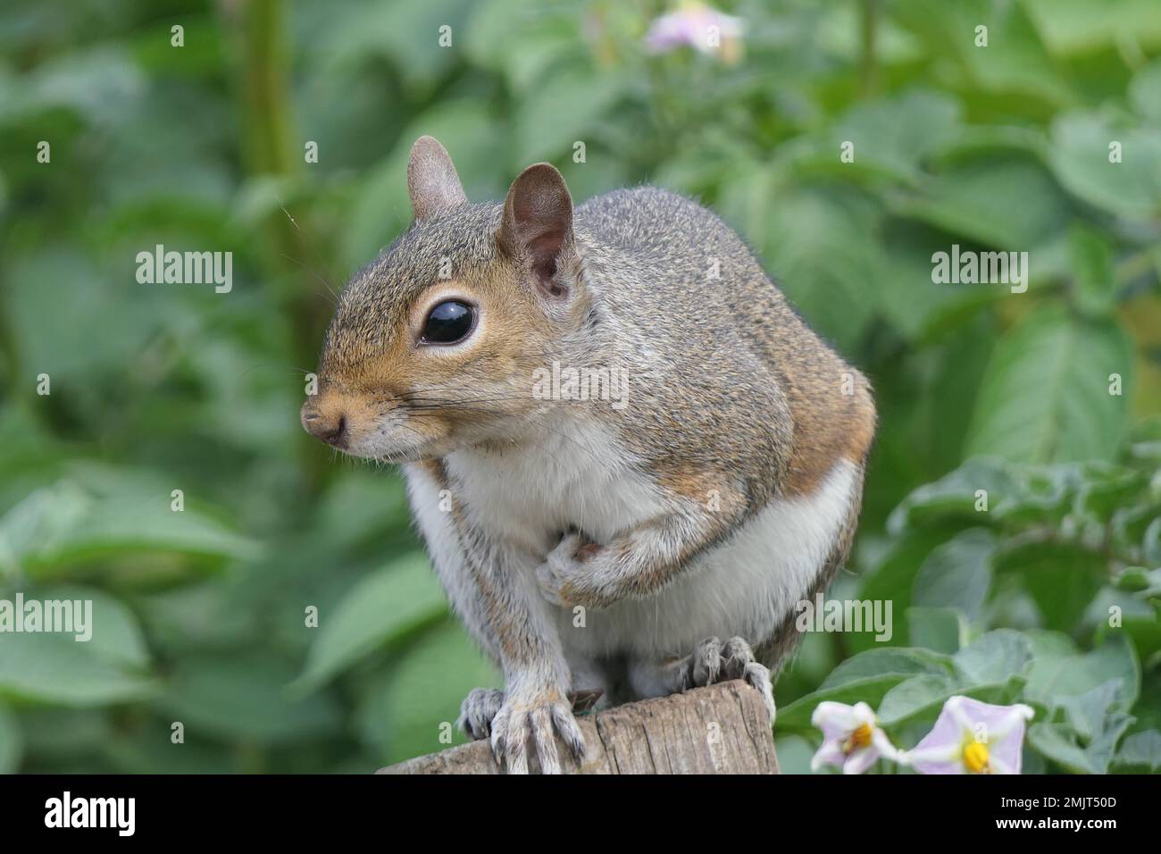 Fluffy squirrels hi-res stock photography and images - Alamy