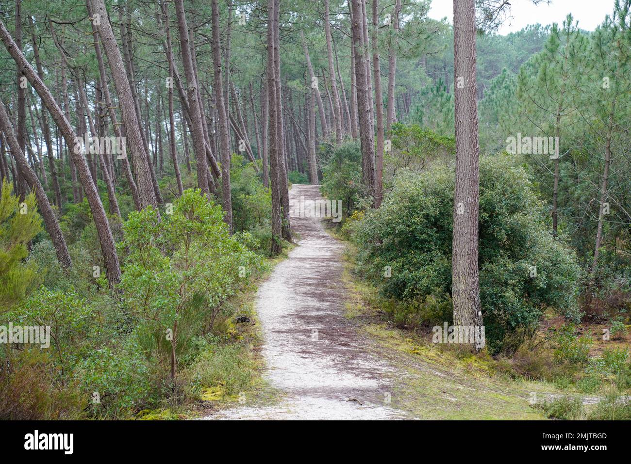Pathway in french landes park pine forest Stock Photo - Alamy