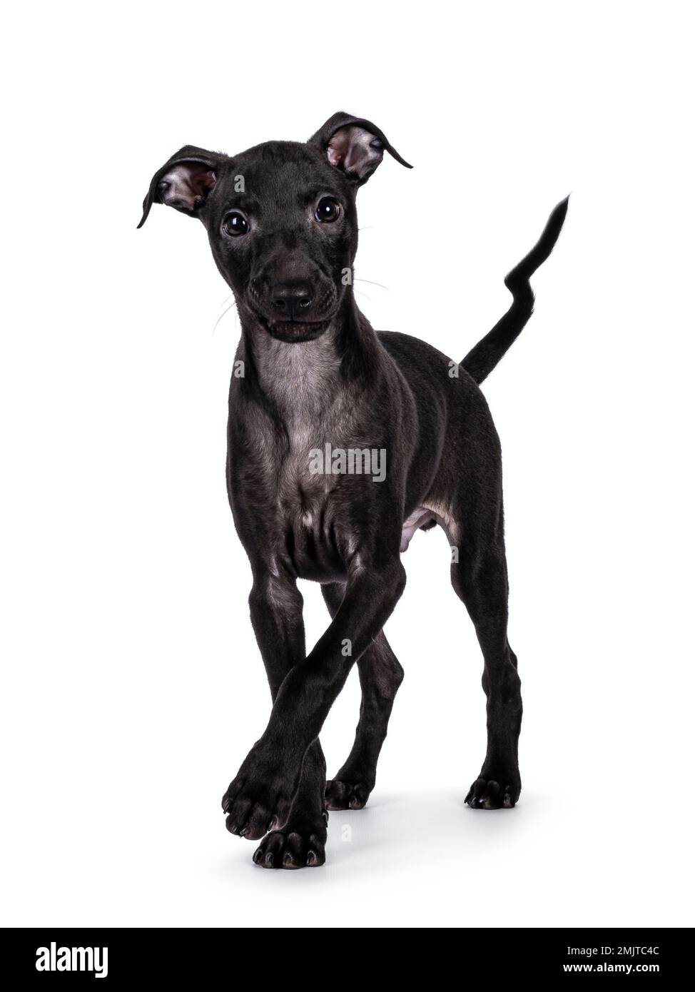 Cute Italian Greyhound aka Italian Sighthound pup, standing up facing ...