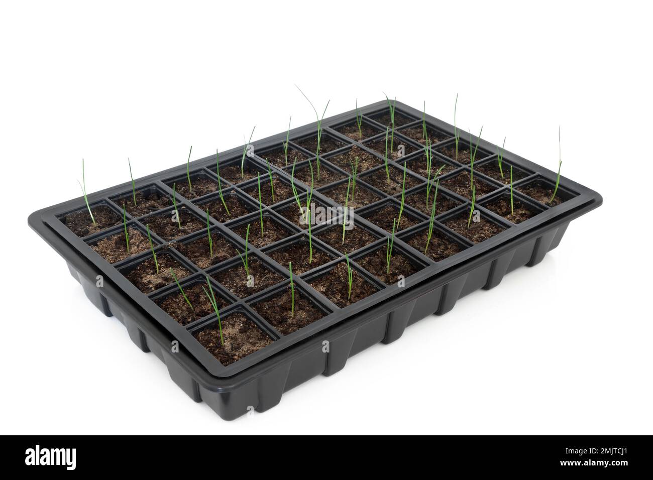Plastic seed tray with baby leek seedling plants. Gardening equipment ...