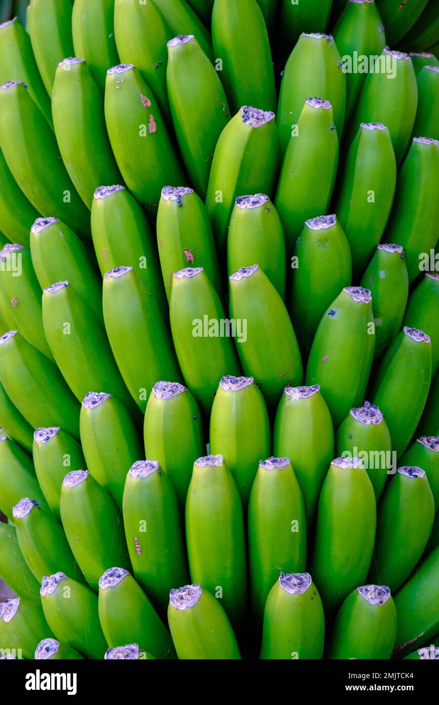 Close up of a bunch of green bananas on a banana tree on the island of ...