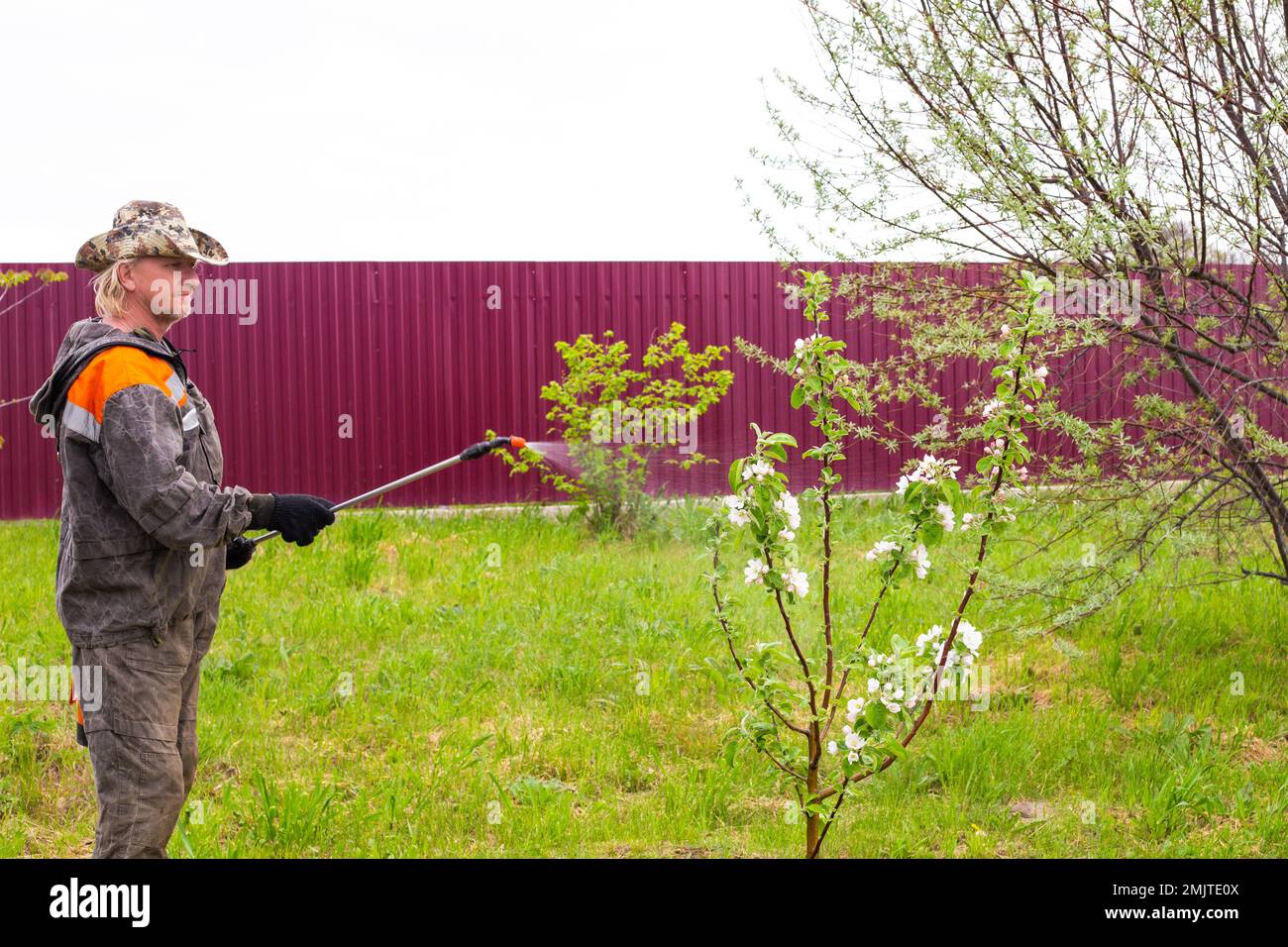 A farmer treats fruit trees in the orchard with a sprayer. Spring ...