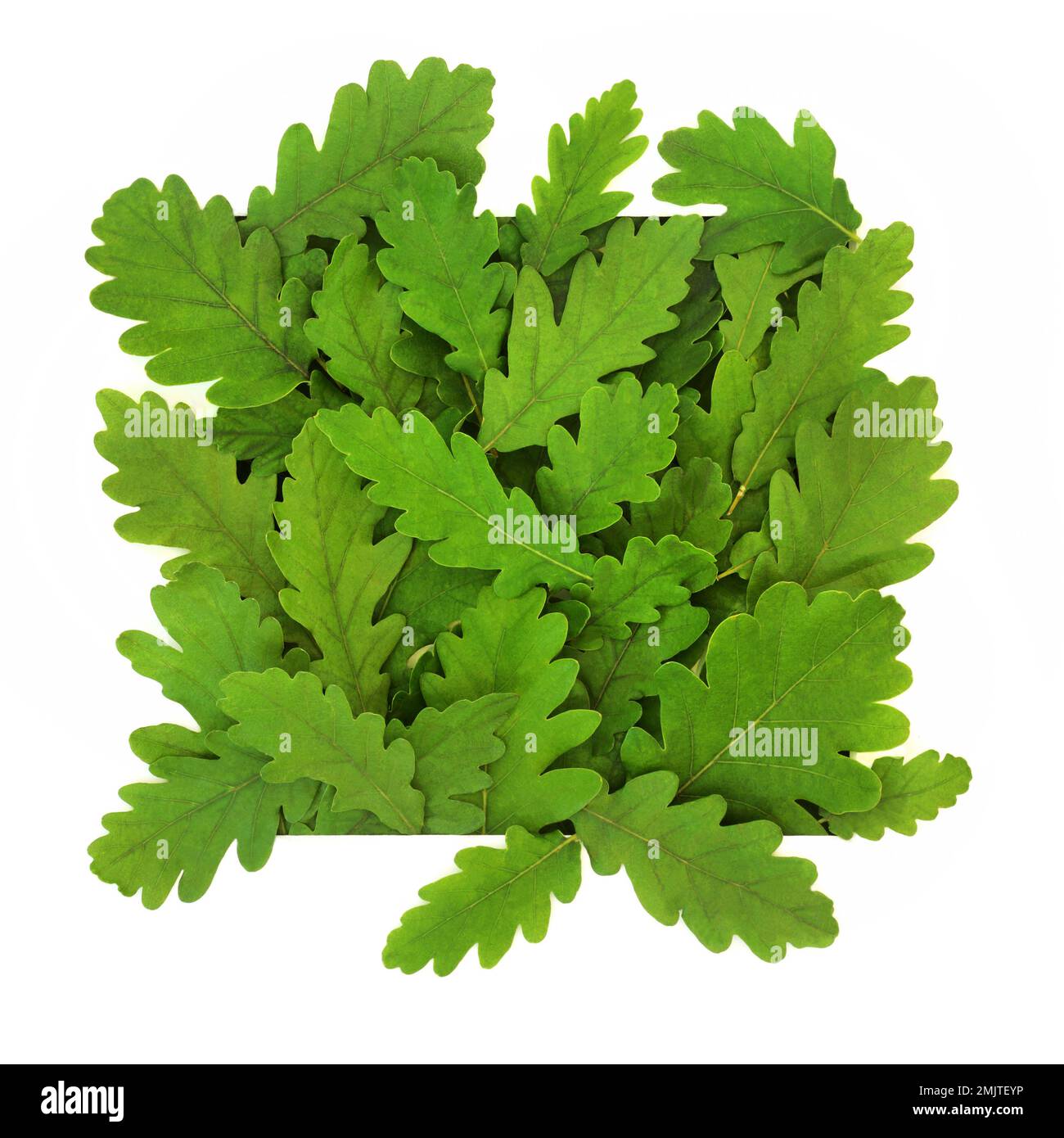 Oak tree leaf abstract go green eco friendly design with leaves on ...