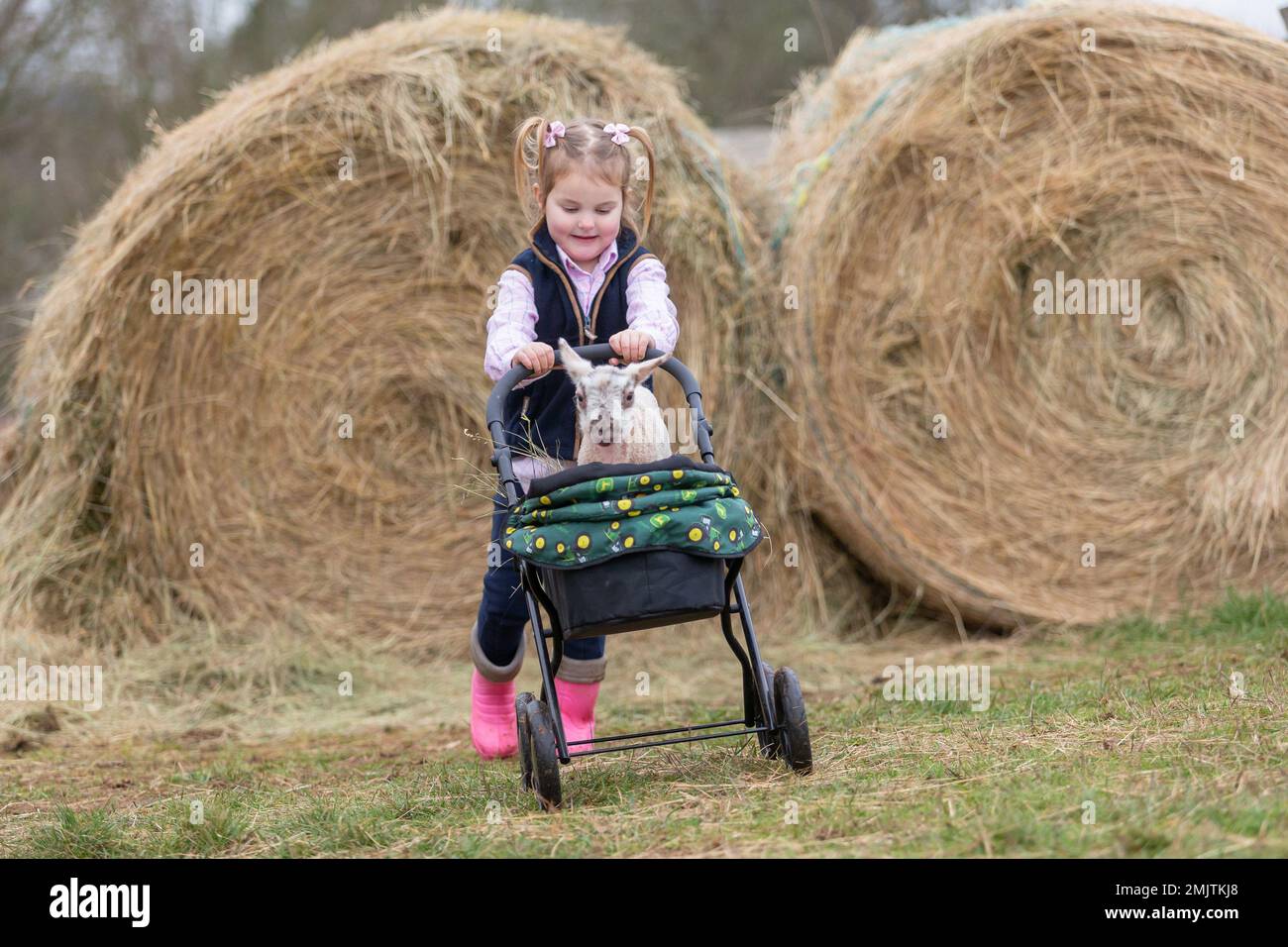Pet lamb hi-res stock photography and images - Alamy