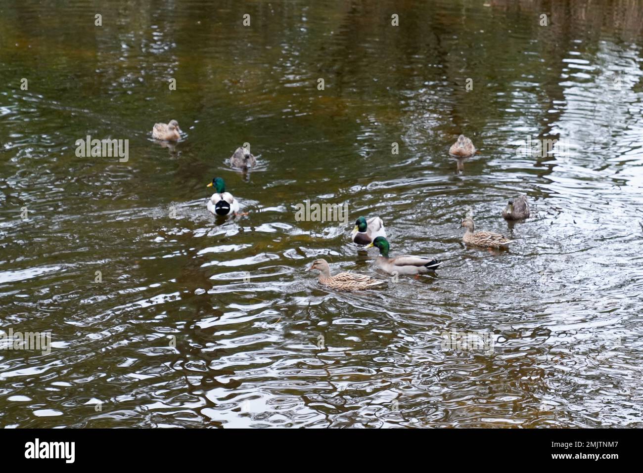 wild duck swimming in lake in formation Stock Photo - Alamy