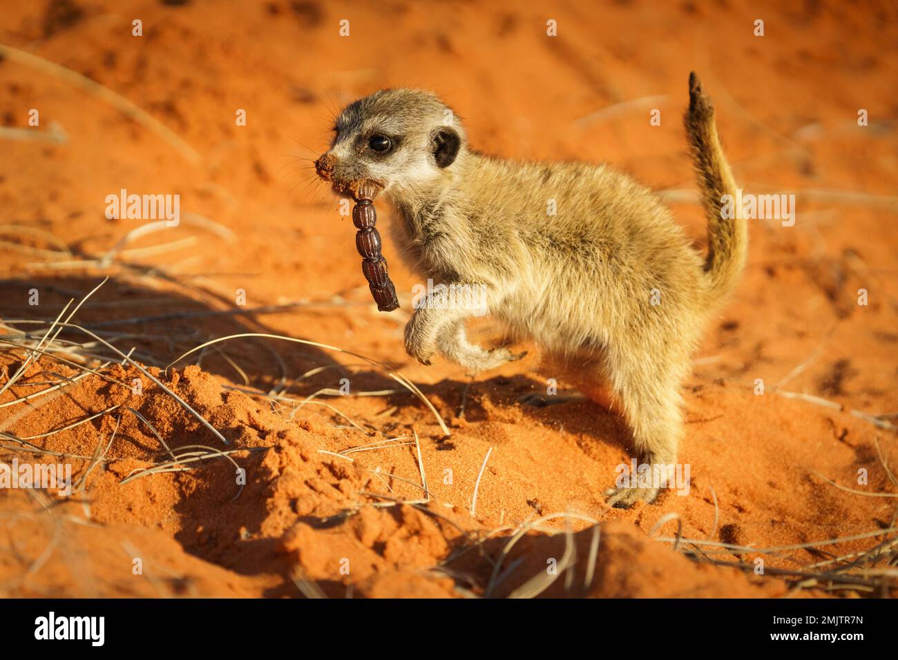 Meerkat baby (Suricata suricatta) runs with a scorpion in his mouth. The scorpion's tail hangs ...