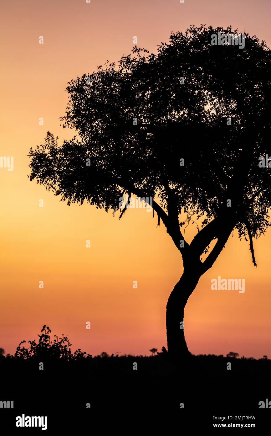 Acacia tree silhouette against the orange-purple African sunset sky in the African savanna ...