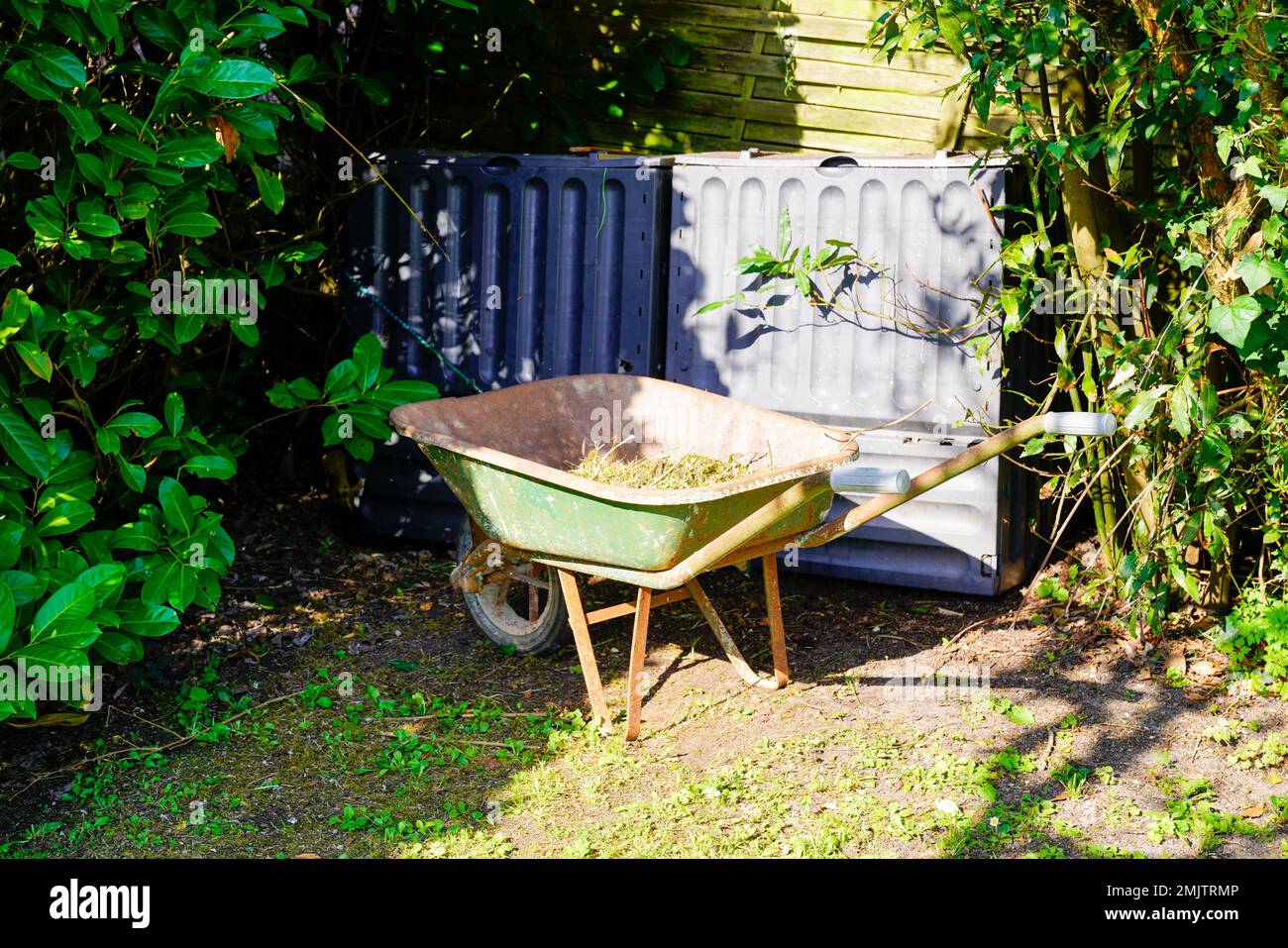 old green wheelbarrow and plastic compost bin in home garden in sunny ...