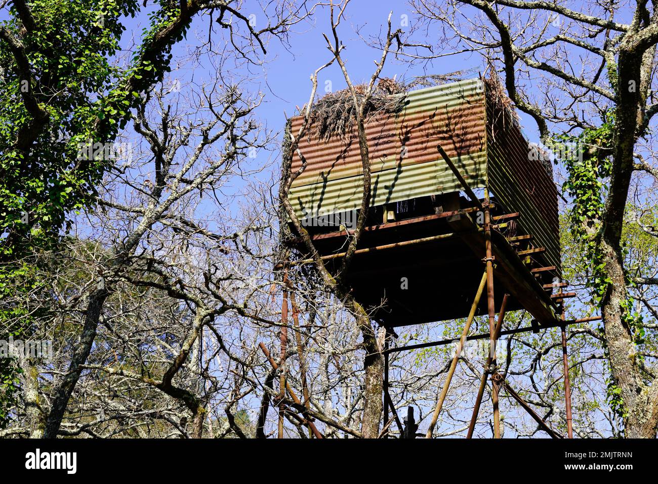 hut wood pigeon hunting palombière in landes france Stock Photo - Alamy