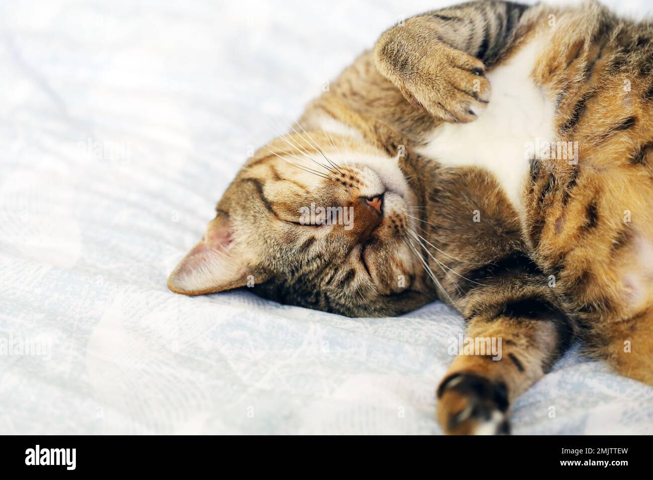 Cat sleeping upside down on bed Stock Photo - Alamy