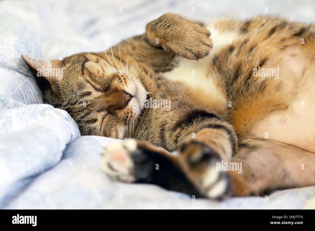 Lazy cat sleeping upside down on bed Stock Photo - Alamy