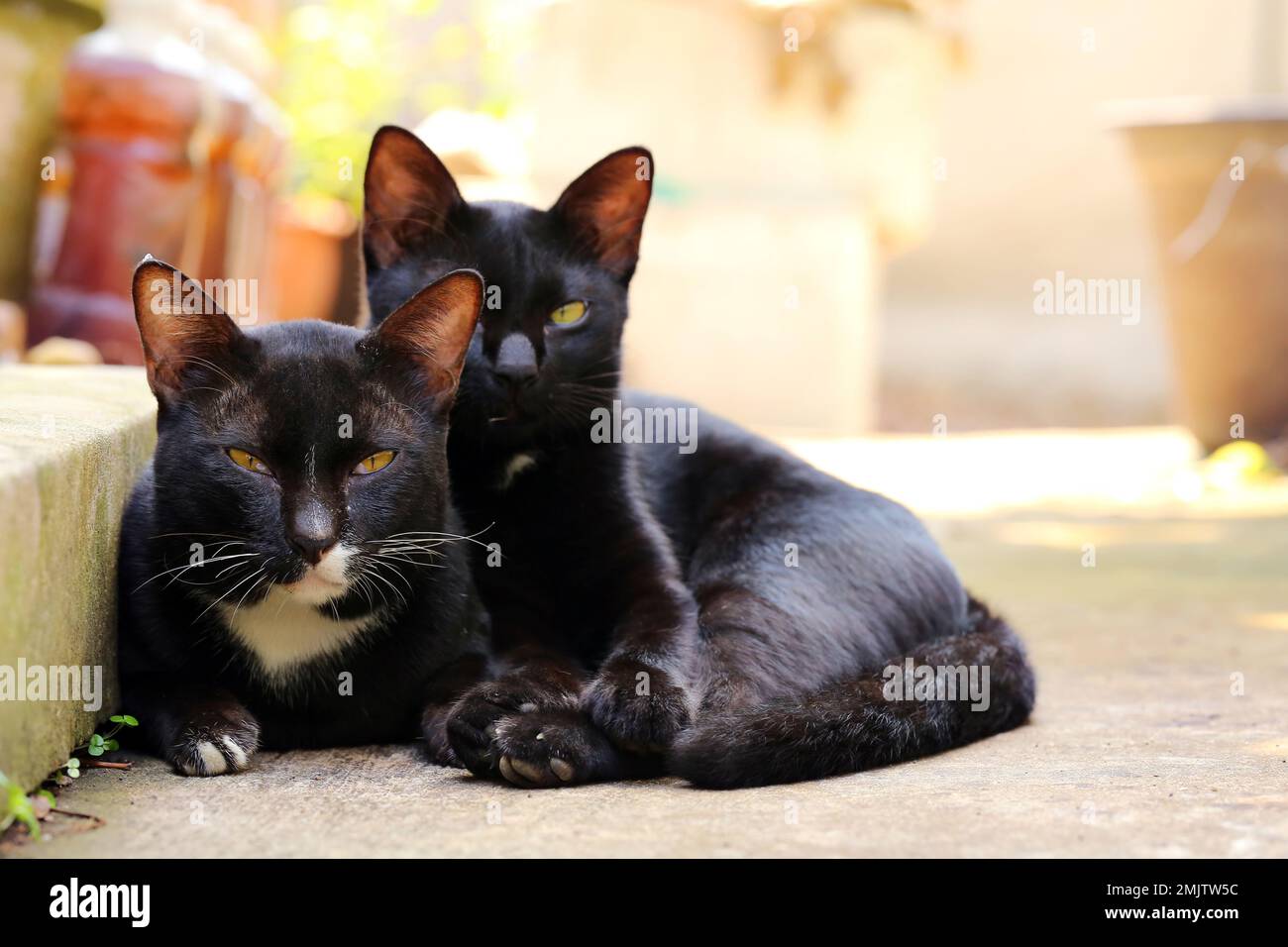 Couple of sweet black cats lying together on outdoor floor Stock Photo ...