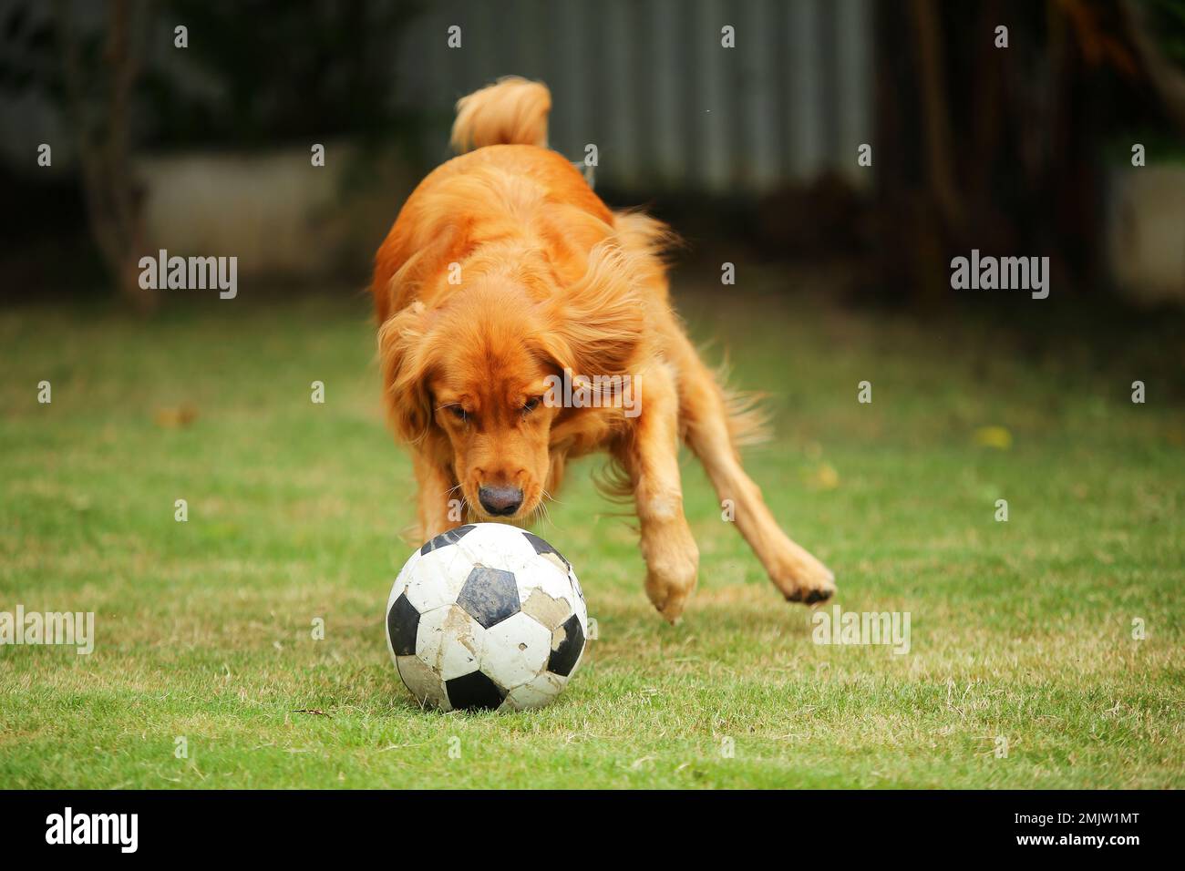 Golden Retriever chasing soccer ball at the park. Dog playing football ...