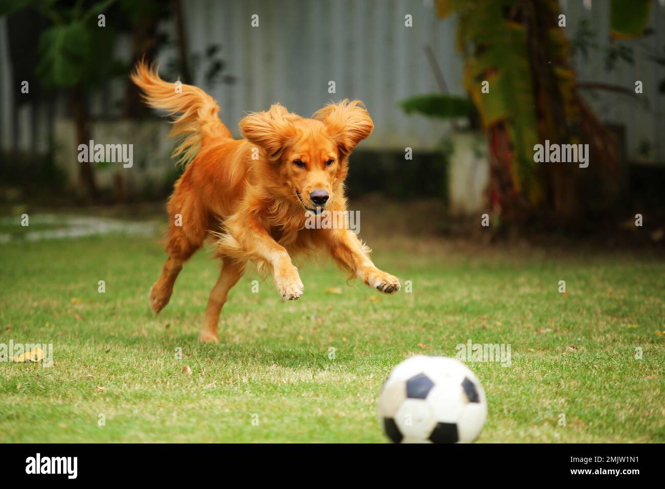 Golden Retriever chasing soccer ball at the park. Dog playing football ...