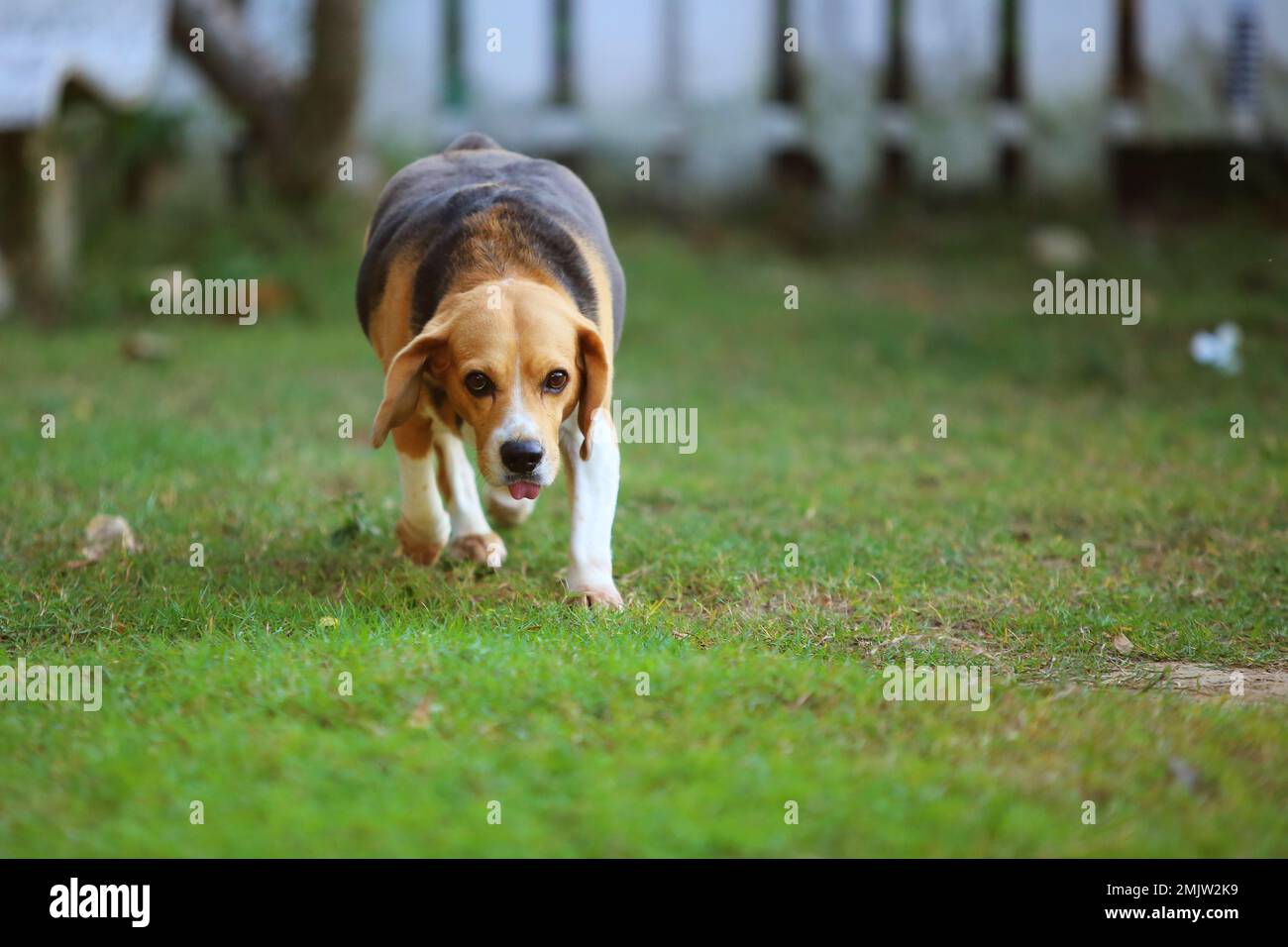 Beagle sniffs the ground and walking in the park. Dog unleashed in ...