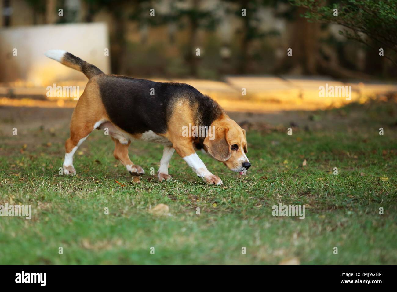 Beagle sniffs the ground and walking in the park. Dog unleashed in ...