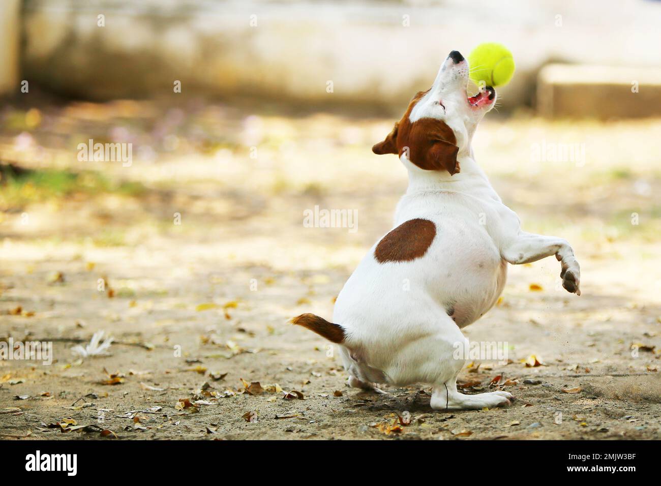 Jack Russell Terrier playing with tennis ball at the park Stock Photo ...
