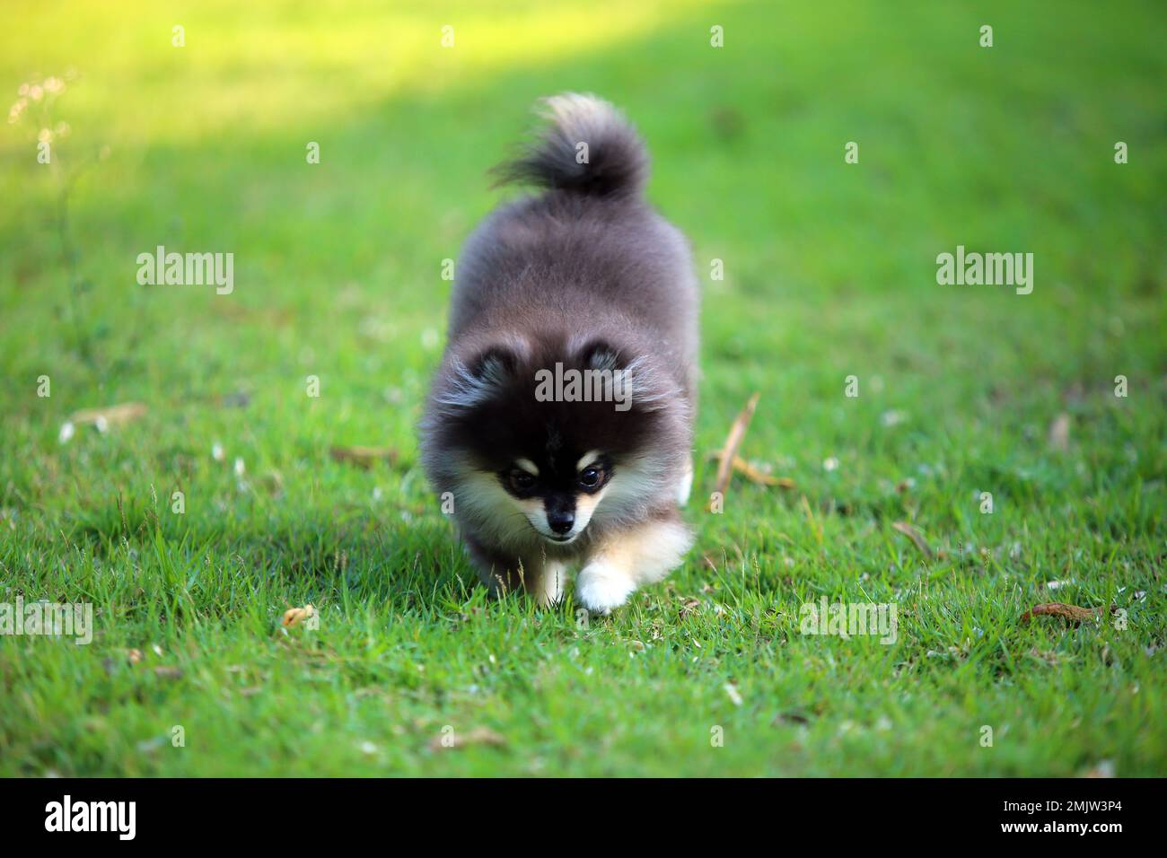 Portrait of cute pomeranian dog smiling at the park. Dog smiling. Happy ...