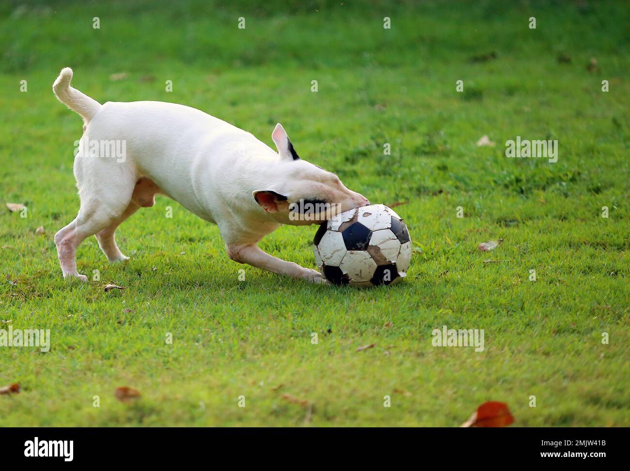 Bull Terrier chasing soccer ball at the park. Dog playing football in ...