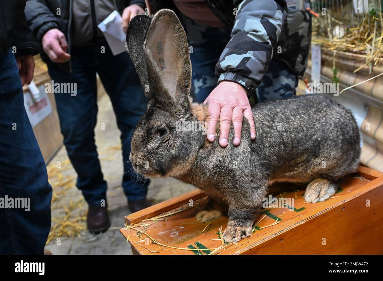 Kassel, Germany. 28th Jan, 2023. A breeder presents a German giant at ...
