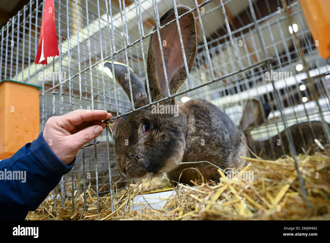 Kassel, Germany. 28th Jan, 2023. A German Giant, which was crowned ...