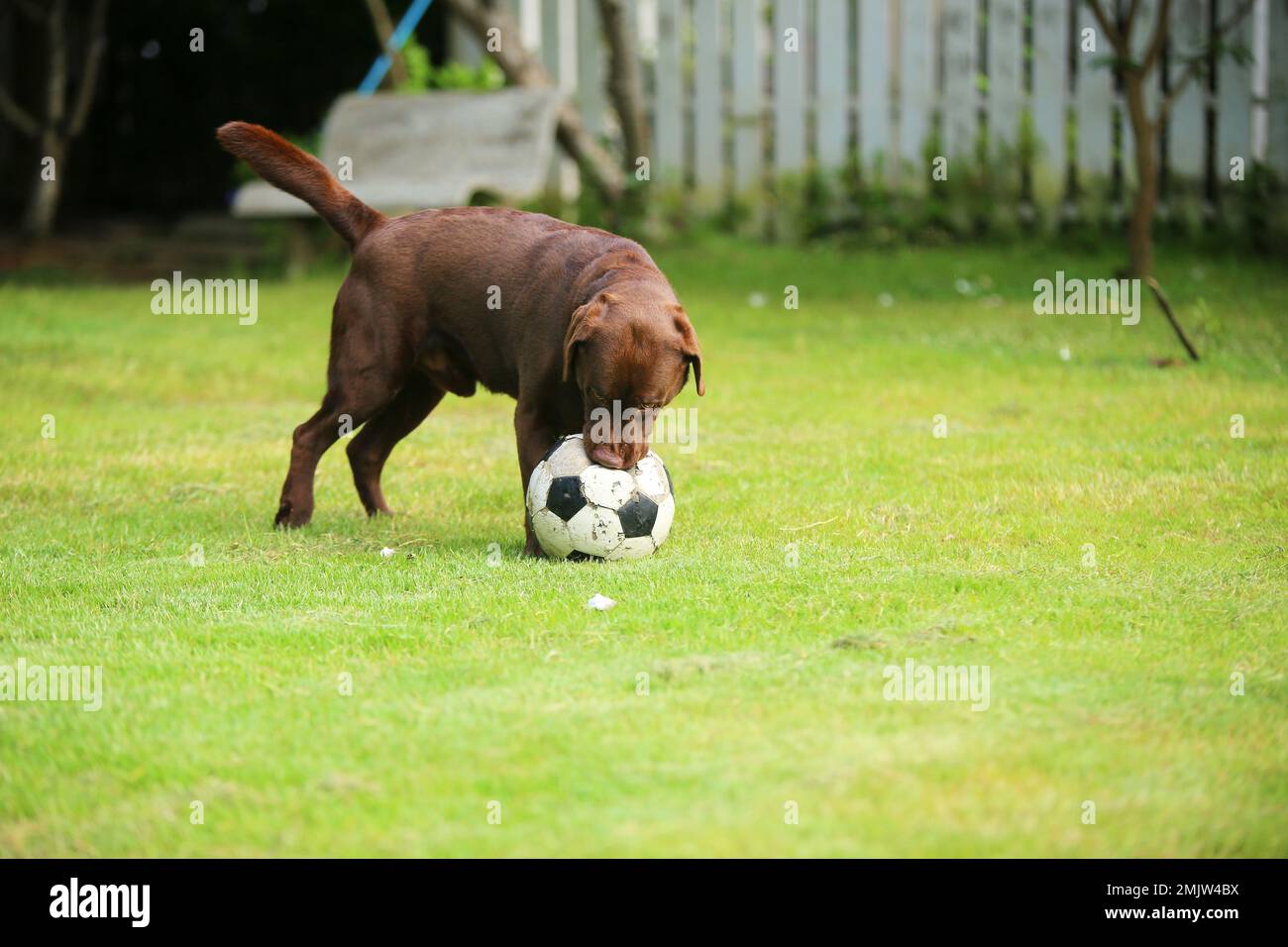 Labrador Retriever chasing soccer ball at the park. Dog playing ...
