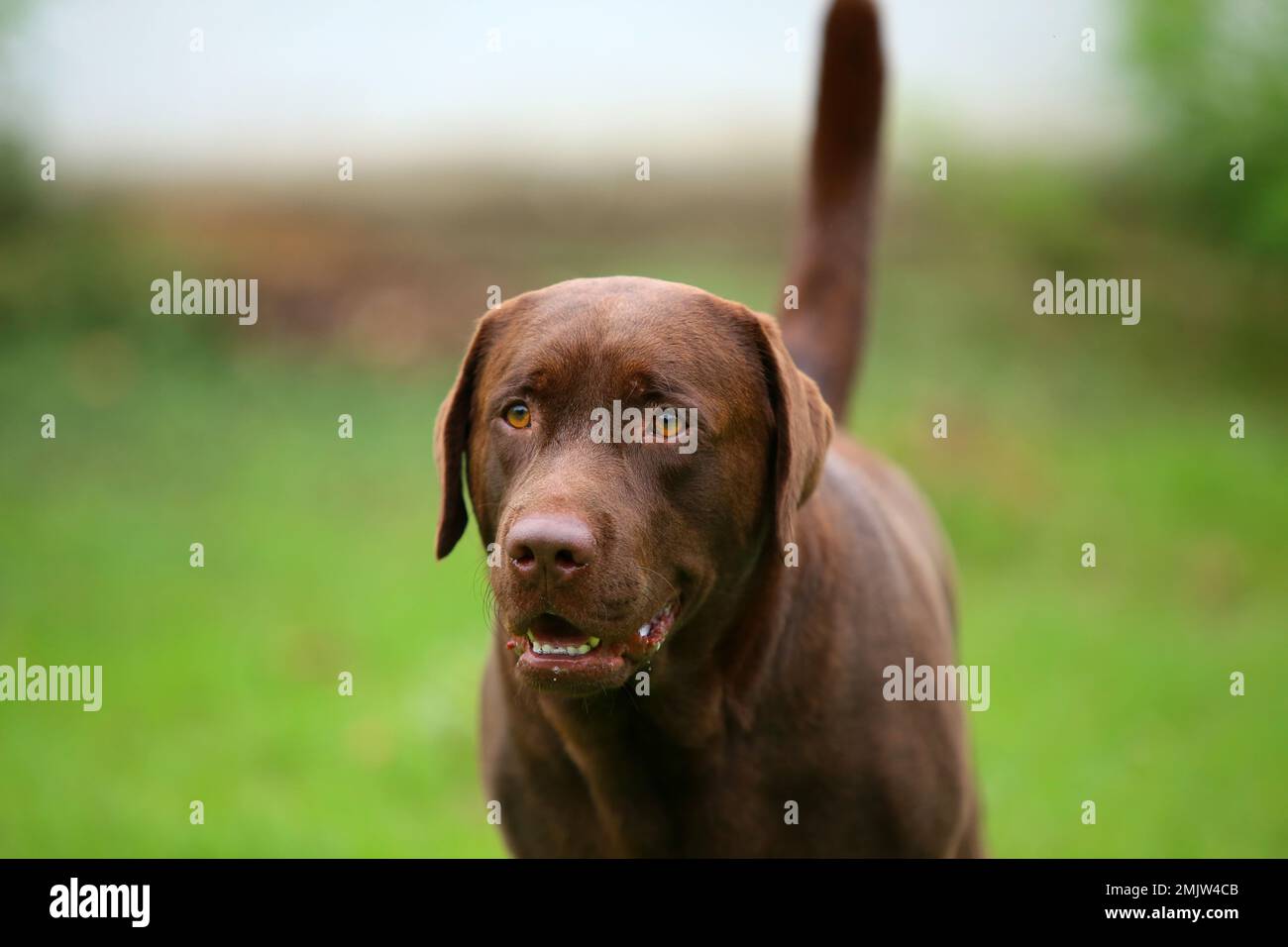Labrador Retriever chocolate color portrait. Dog smiling Stock Photo ...