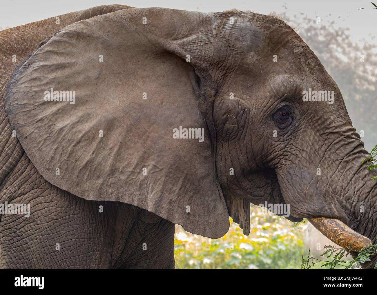 An African elephant with its big ear Stock Photo - Alamy