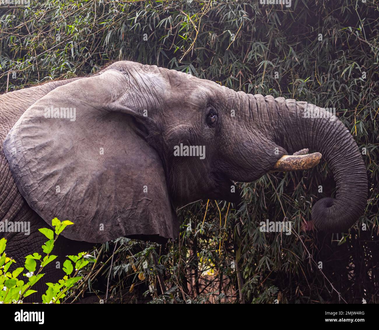 African bamboo white hi-res stock photography and images - Alamy