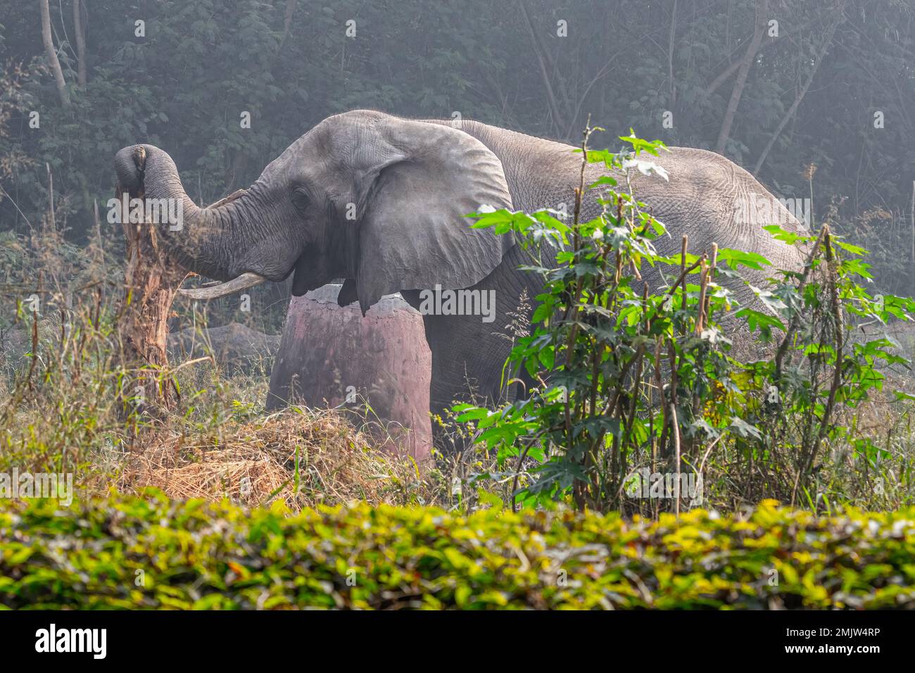 An Elephant taking out a old tree with its trunk Stock Photo - Alamy