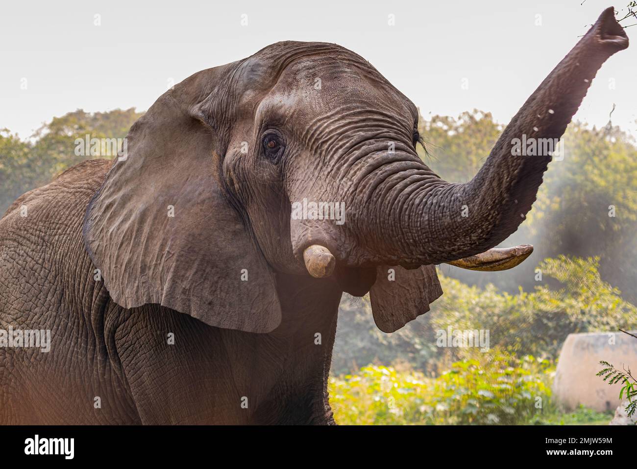 An Elephant with its trunk high in air Stock Photo - Alamy