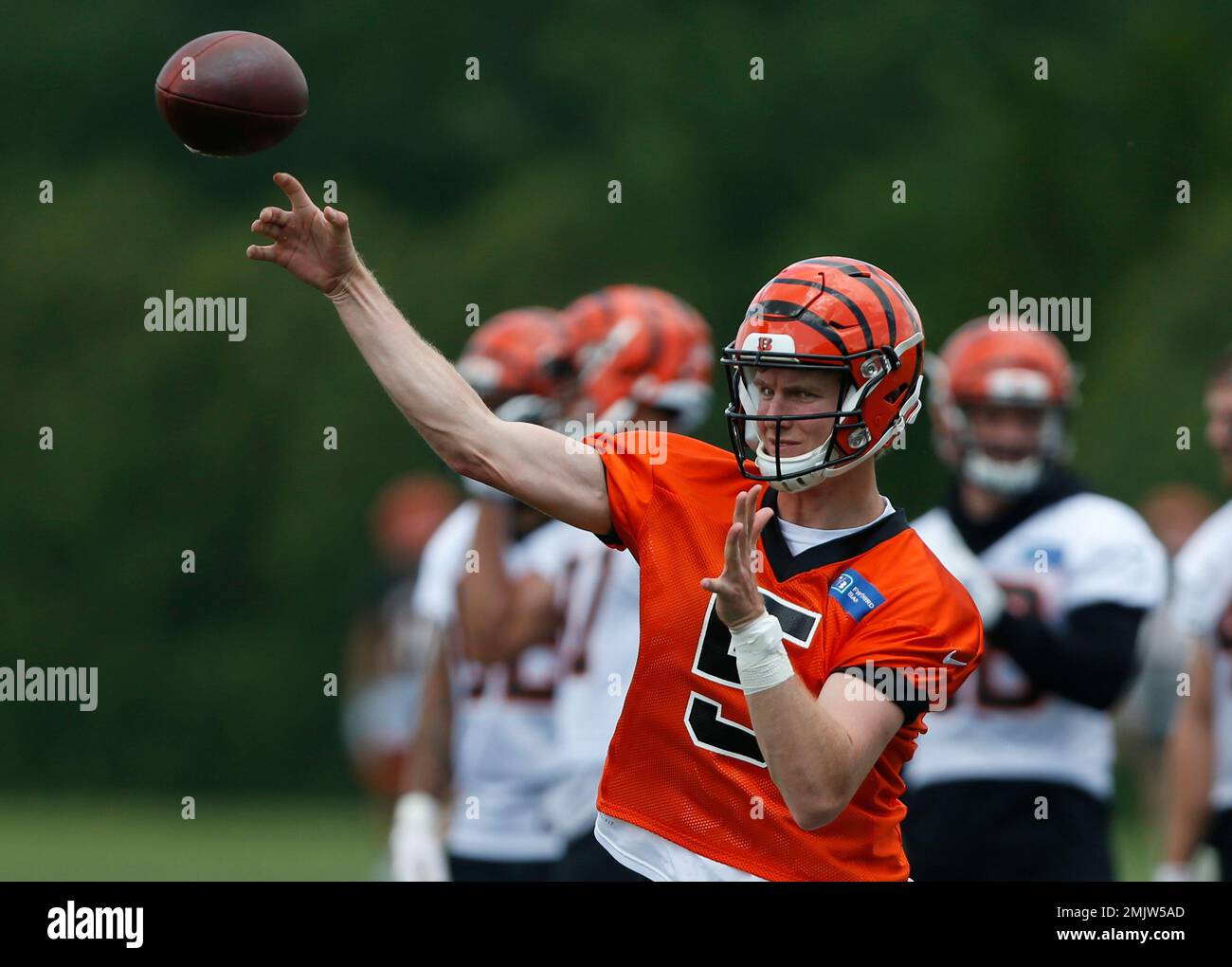 Cincinnati Bengals quarterback Ryan Finley throws during an NFL ...