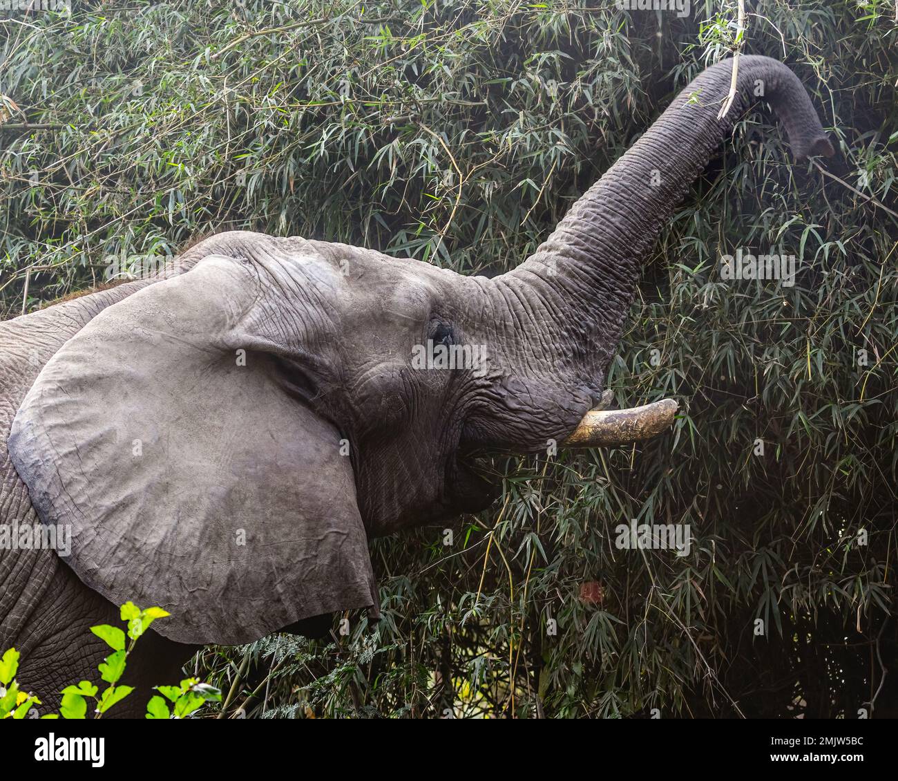 Elephant with trunk in the air hi-res stock photography and images - Alamy