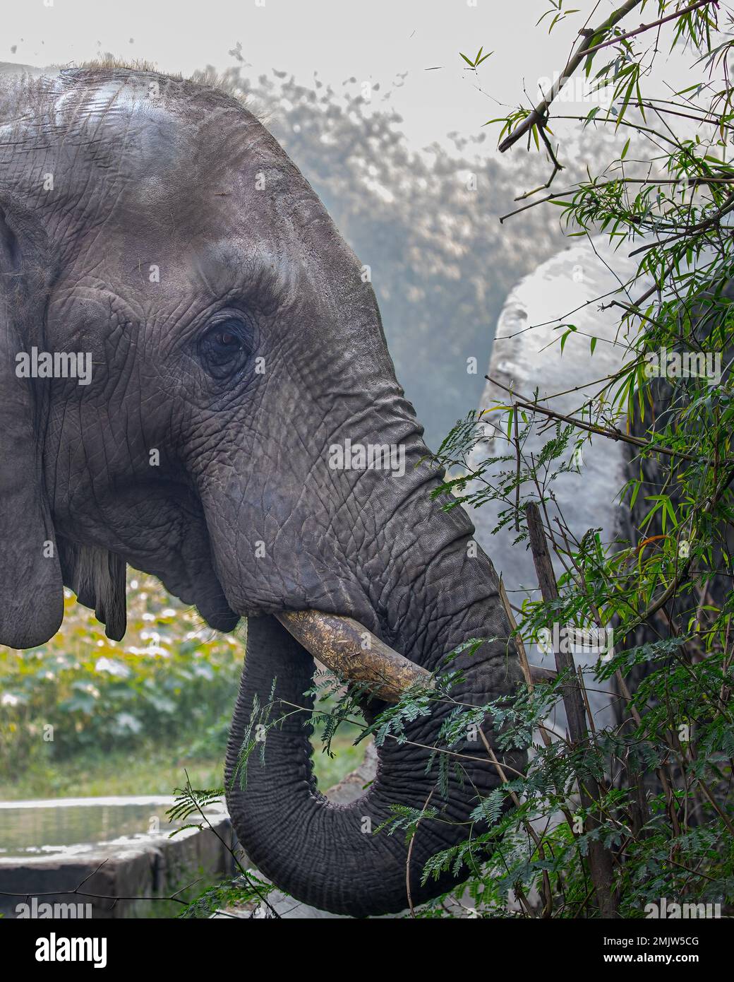 An Elephant and its trunk Stock Photo - Alamy