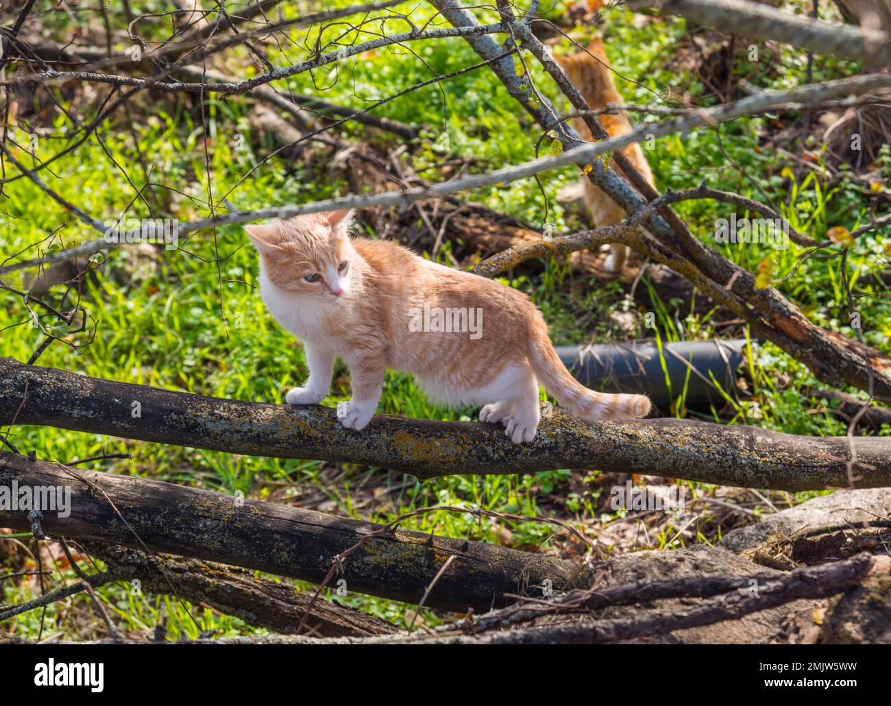 White cat on branch hi-res stock photography and images - Alamy