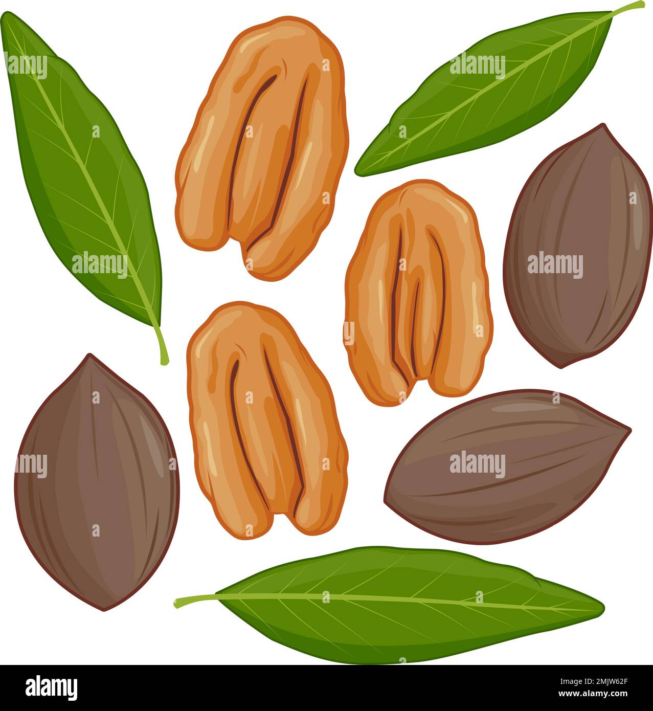 Set of pecan nuts on white background. Vector illustration collection ...