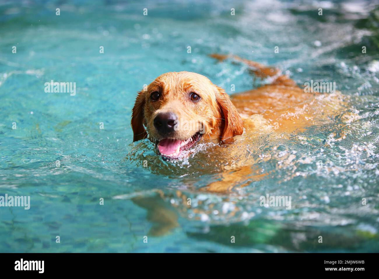 Golden Retriever swimming in the pool. Dog swimming. Dog smiling Stock ...