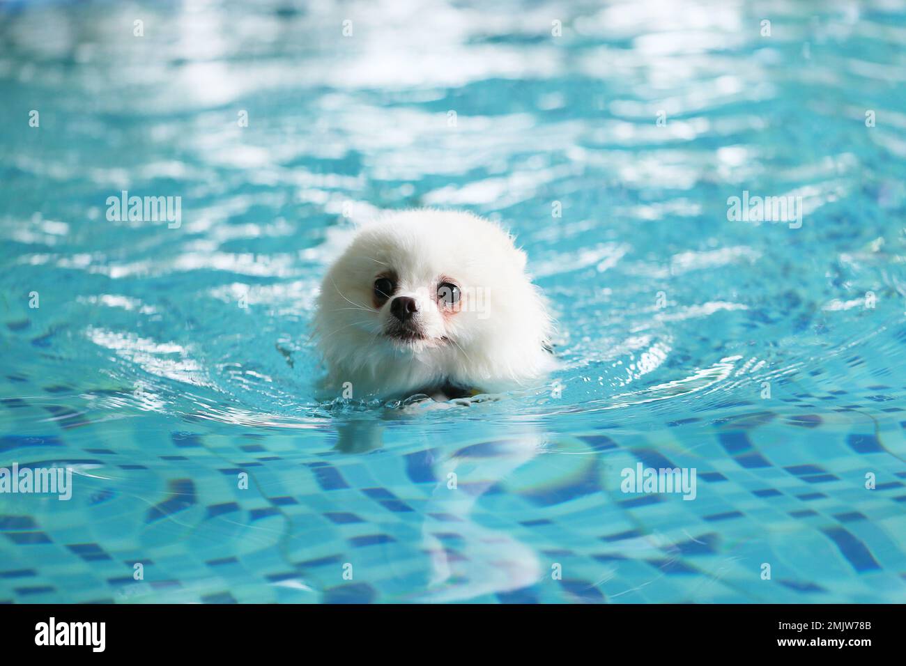 Pomeranian swimming in the pool. Dog swimming. Fluffy dog smiling Stock ...