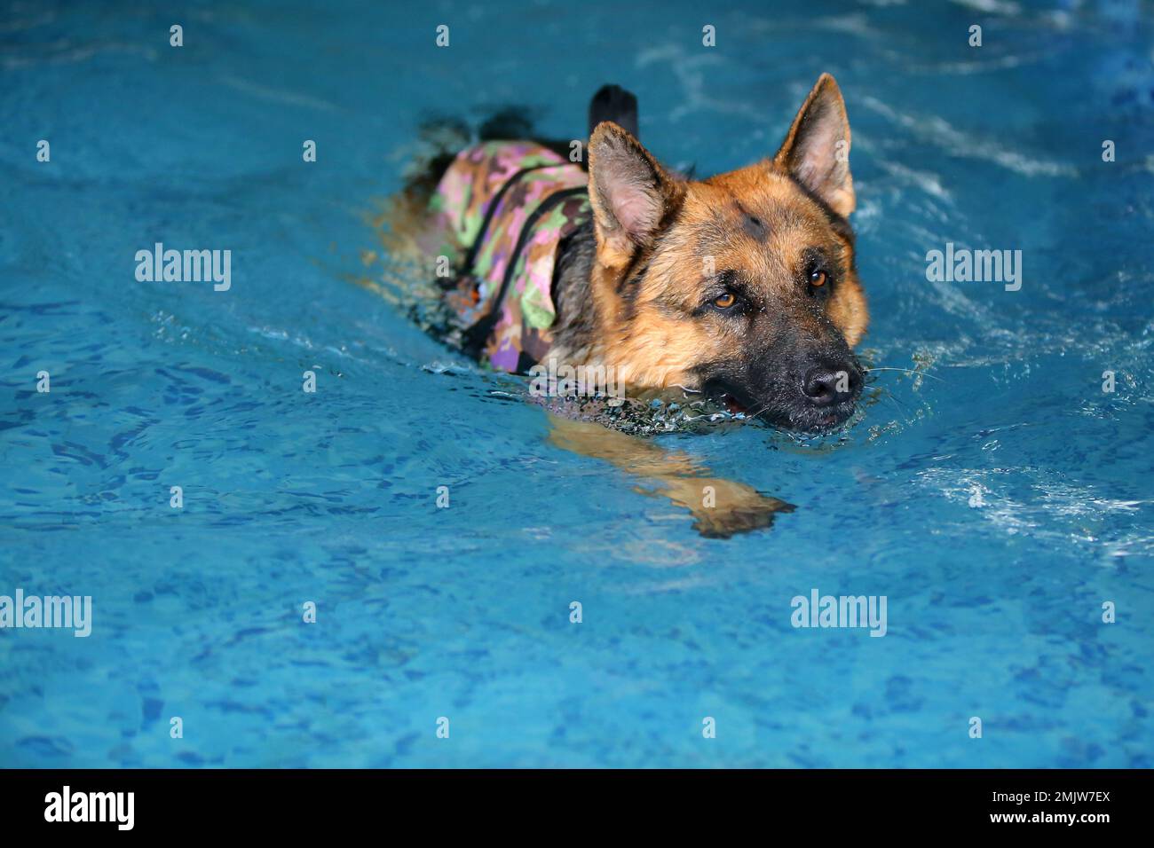 German Shepherd dog wearing life jacket and swimming in the pool. Dog ...